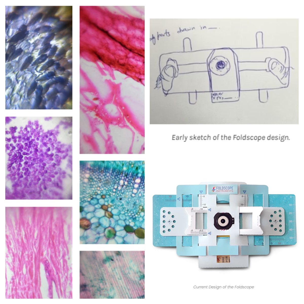 用紙摺出的顯微鏡Foldscope 讓科學更普及 | 顯微觀點