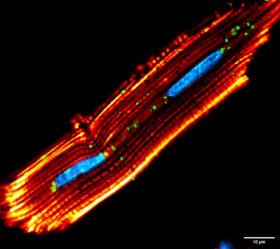 Honorable Mention Jing Ling | 顯微觀點