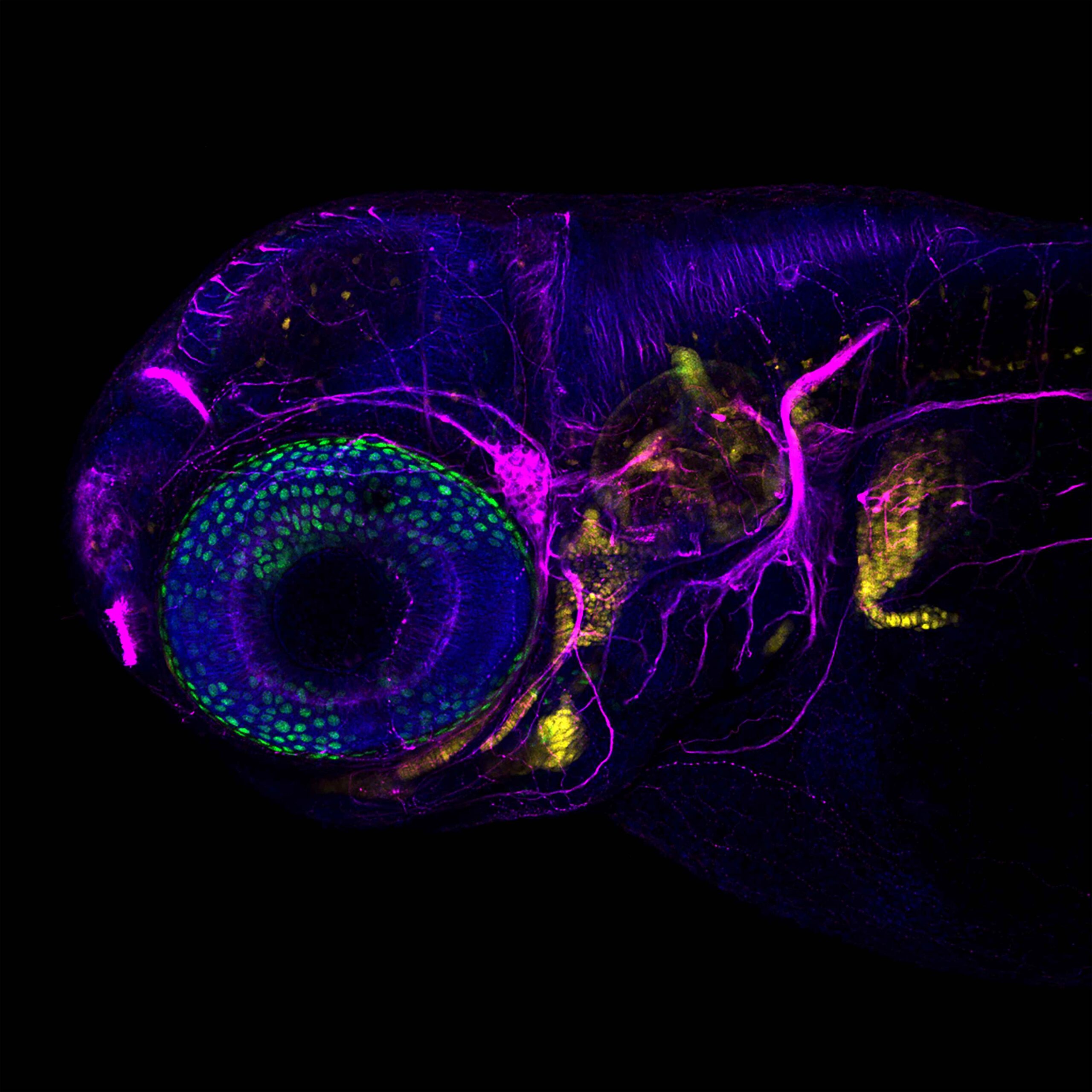 Honorable Mention Layra Cintro N Rivera | 顯微觀點