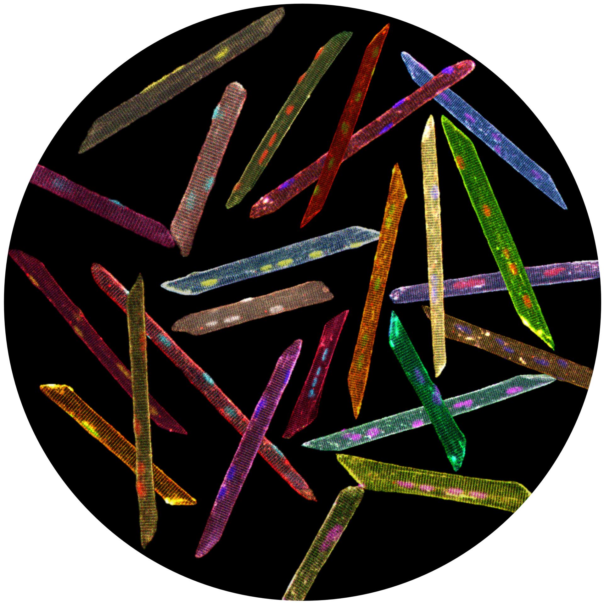 dissecting The Rainbow Within A Zebrafish Uday Kumar | 顯微觀點