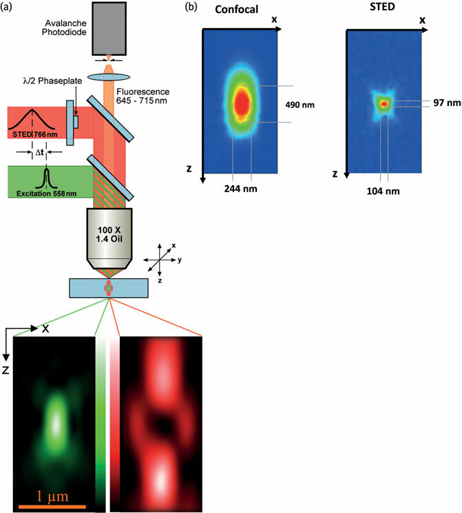 從「反叛者」到諾貝爾獎得主 －Stefan Hell與STED顯微術(2) | 顯微觀點