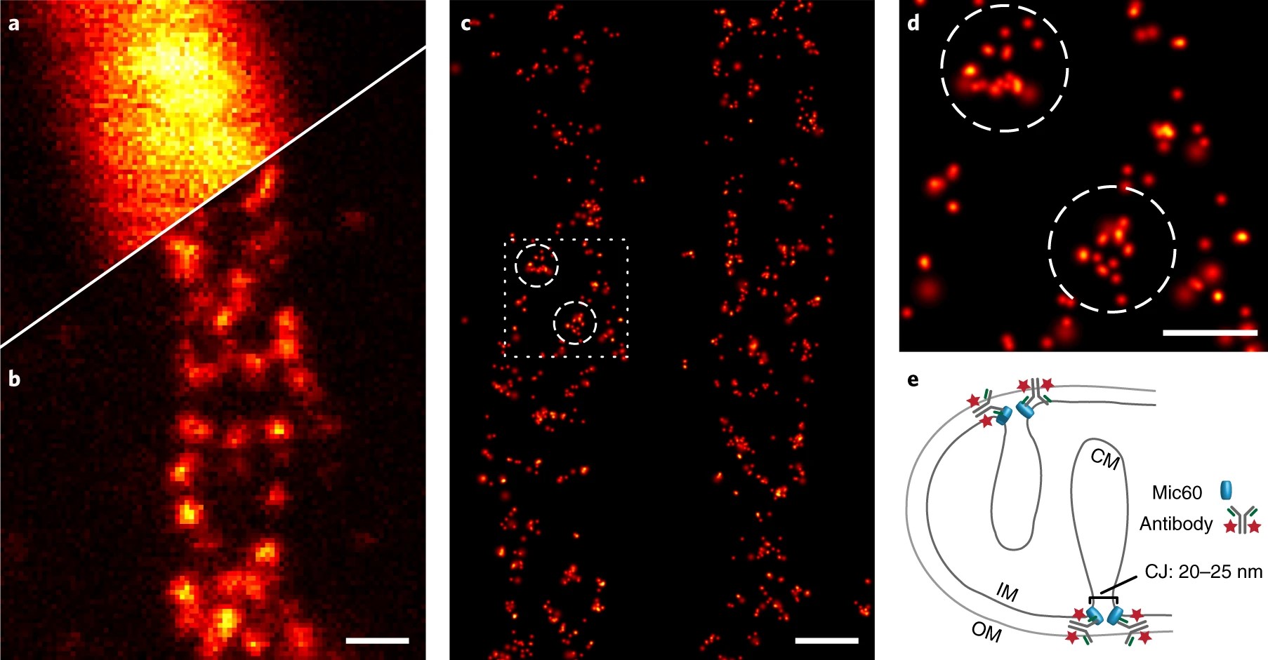 MINFLUX分子追蹤術(1)：思想實驗發起技術革命 | 顯微觀點