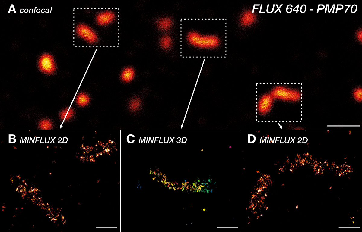 MINFLUX分子追蹤術(1)：思想實驗發起技術革命 | 顯微觀點