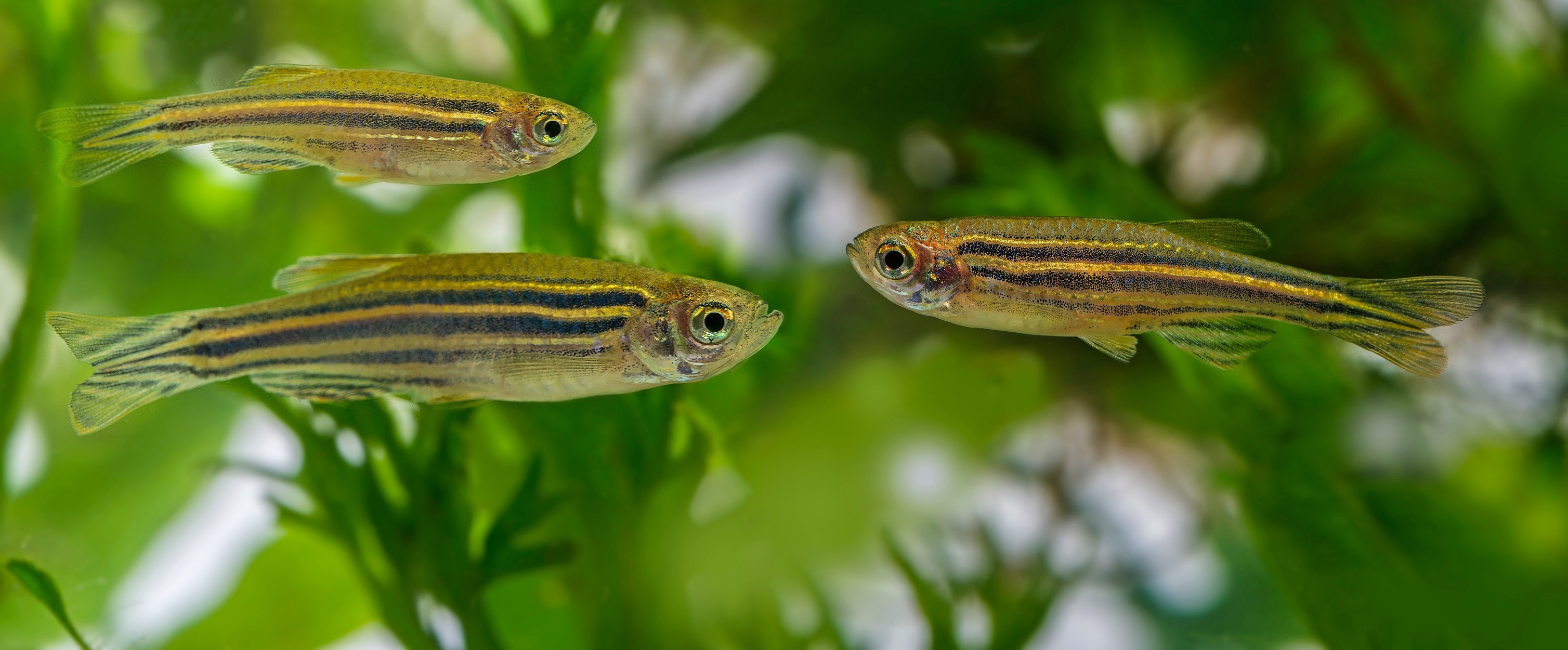 Danio Rerio Aquarium Fish | 顯微觀點